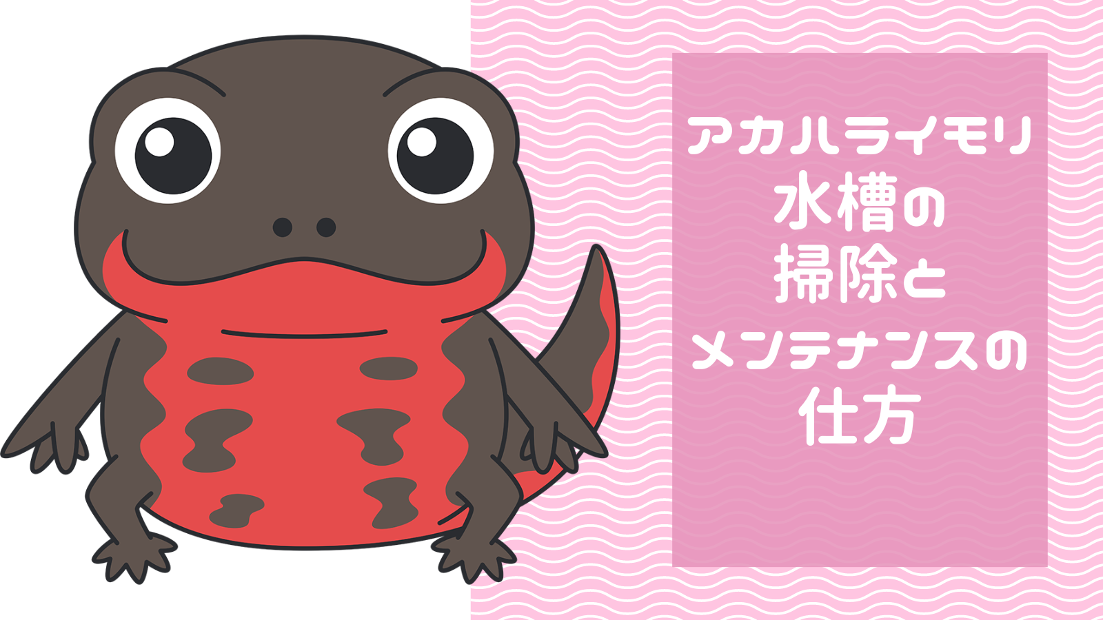 アカハライモリ水槽の掃除とメンテナンスの仕方｜アカハライモリ飼育日記